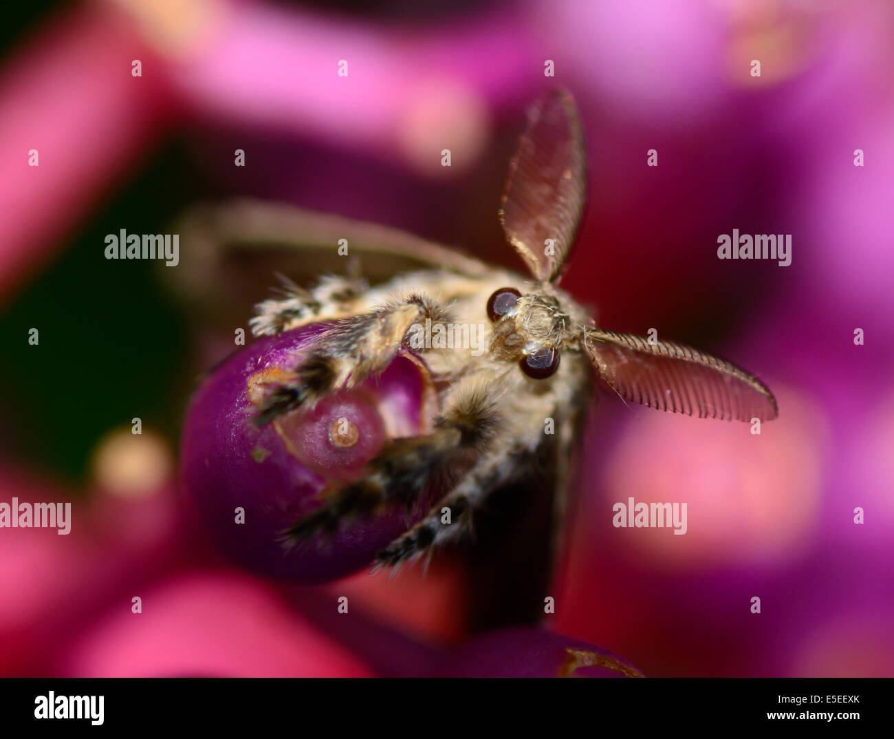 macro top view of gypsy moth hanging on Medinella magnifica flower ...