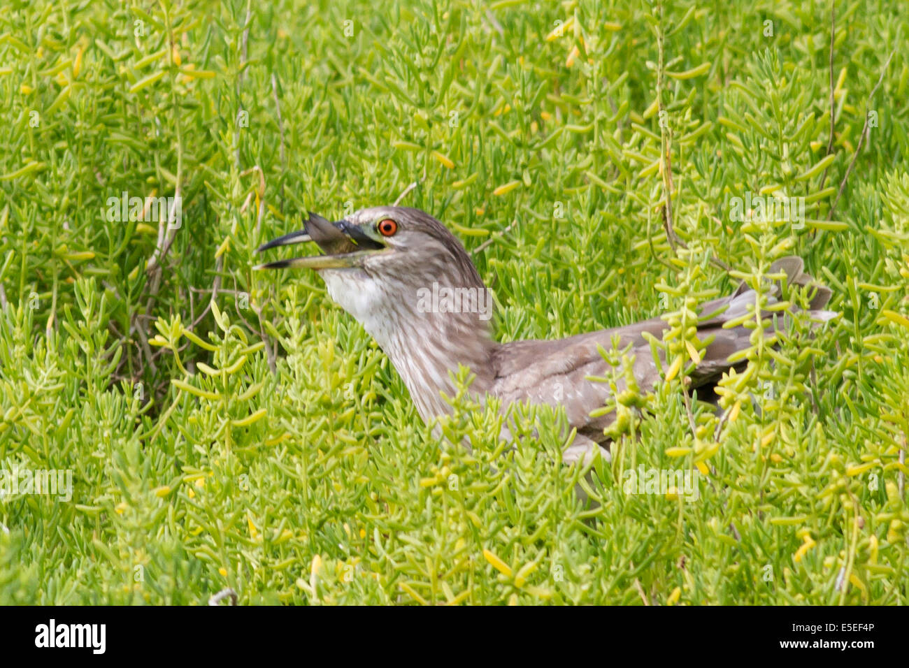 Black crowned night heron hawaii hi-res stock photography and images ...