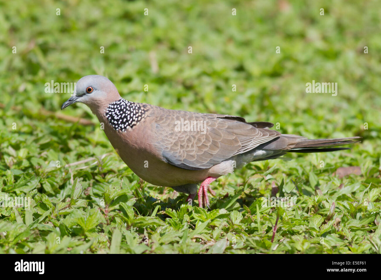 Spotted Dove also called Chinese Dove or Lace-Necked Dove (Streptopelia ...