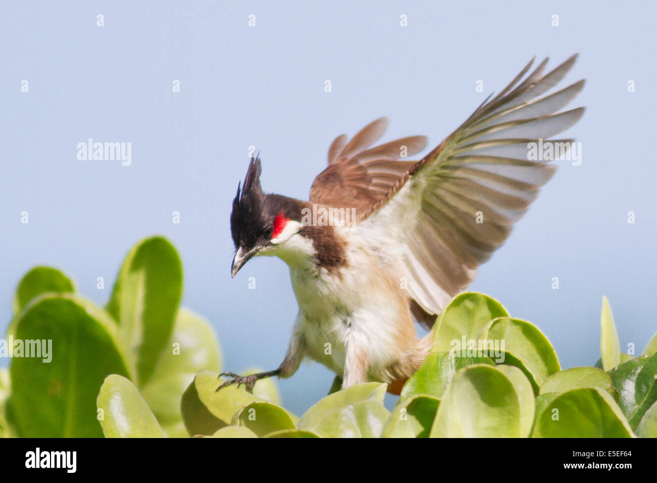Red-Whiskered Bulbul landing (Pycnonotus focosus) Oahu,Hawaii Stock ...