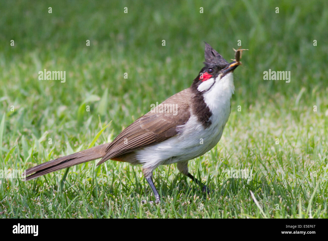 Bulbul with catch hi-res stock photography and images - Alamy
