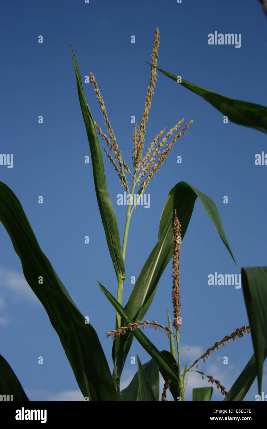 Tall corn hi-res stock photography and images - Alamy