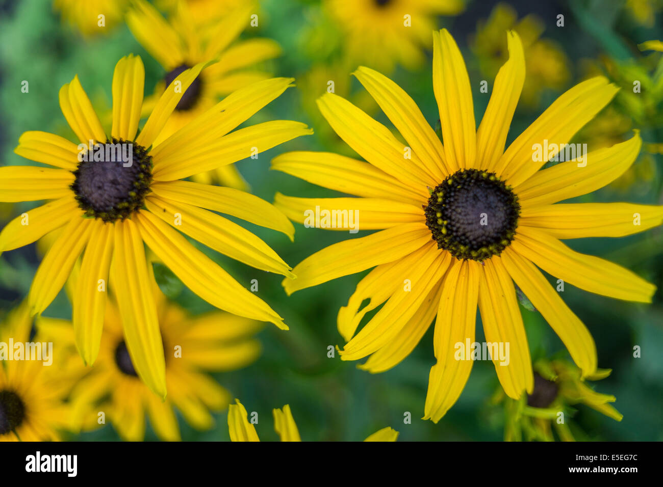 Two yellow rudbeckia flowers close up Stock Photo - Alamy