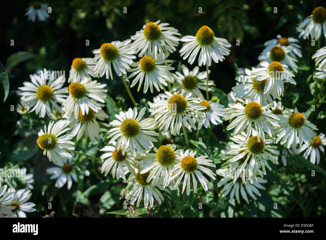 Cluster of white cone flowers close up Echinacea purpurea alba Stock ...