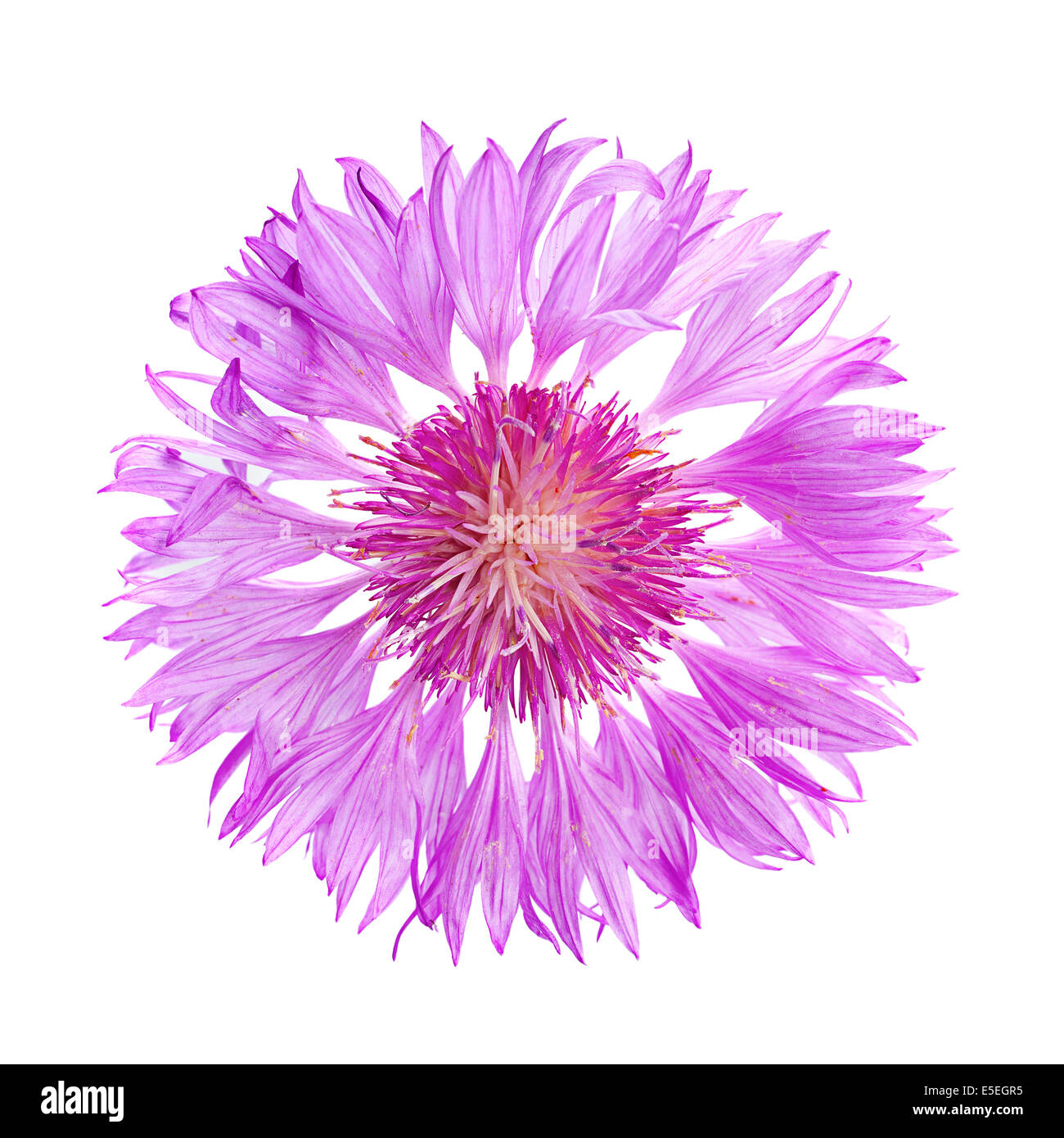 Purple field Cut Out Stock Images & Pictures - Alamy
