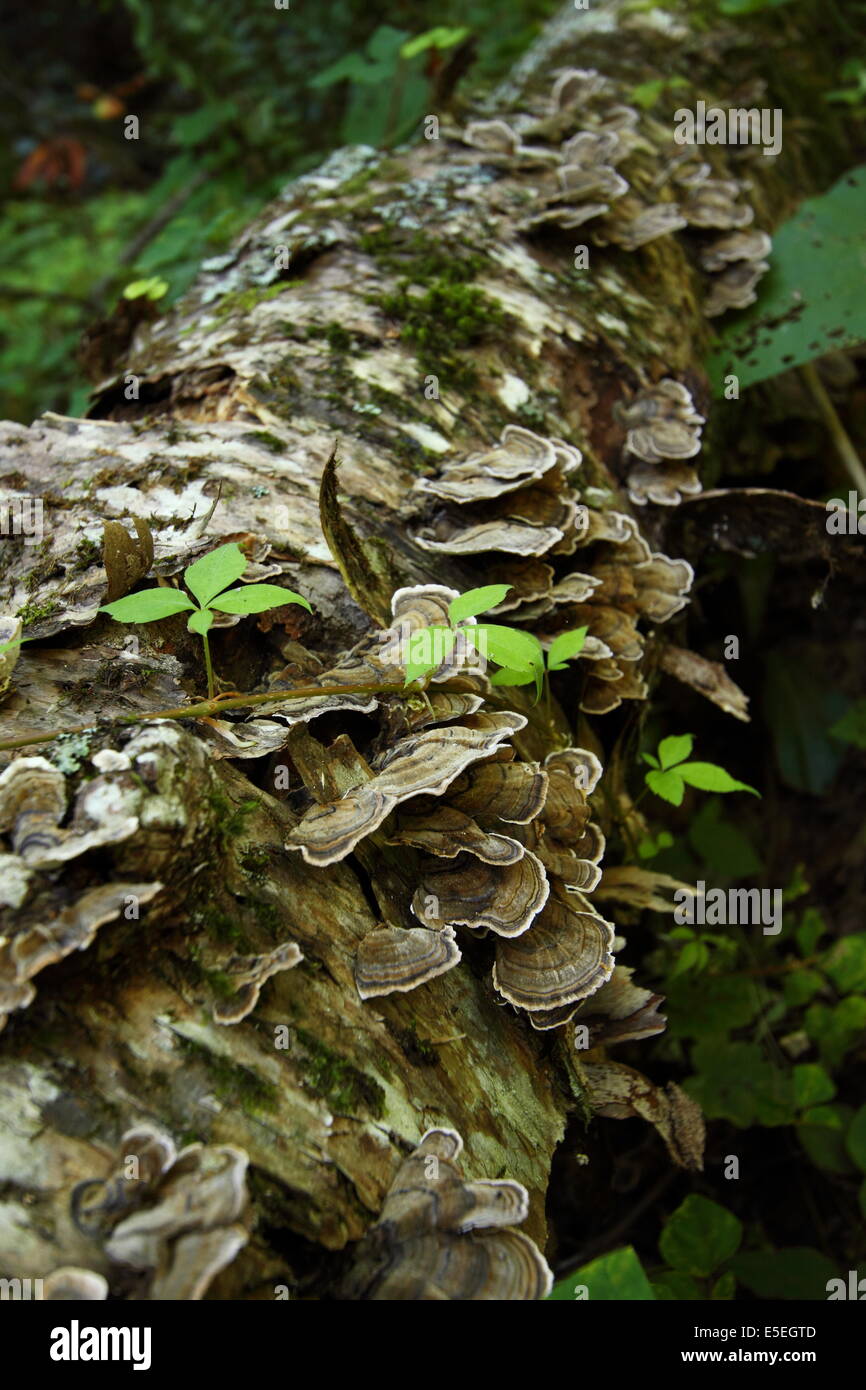 Fungi and vines on a decaying log in the Great Smoky Mountains National ...