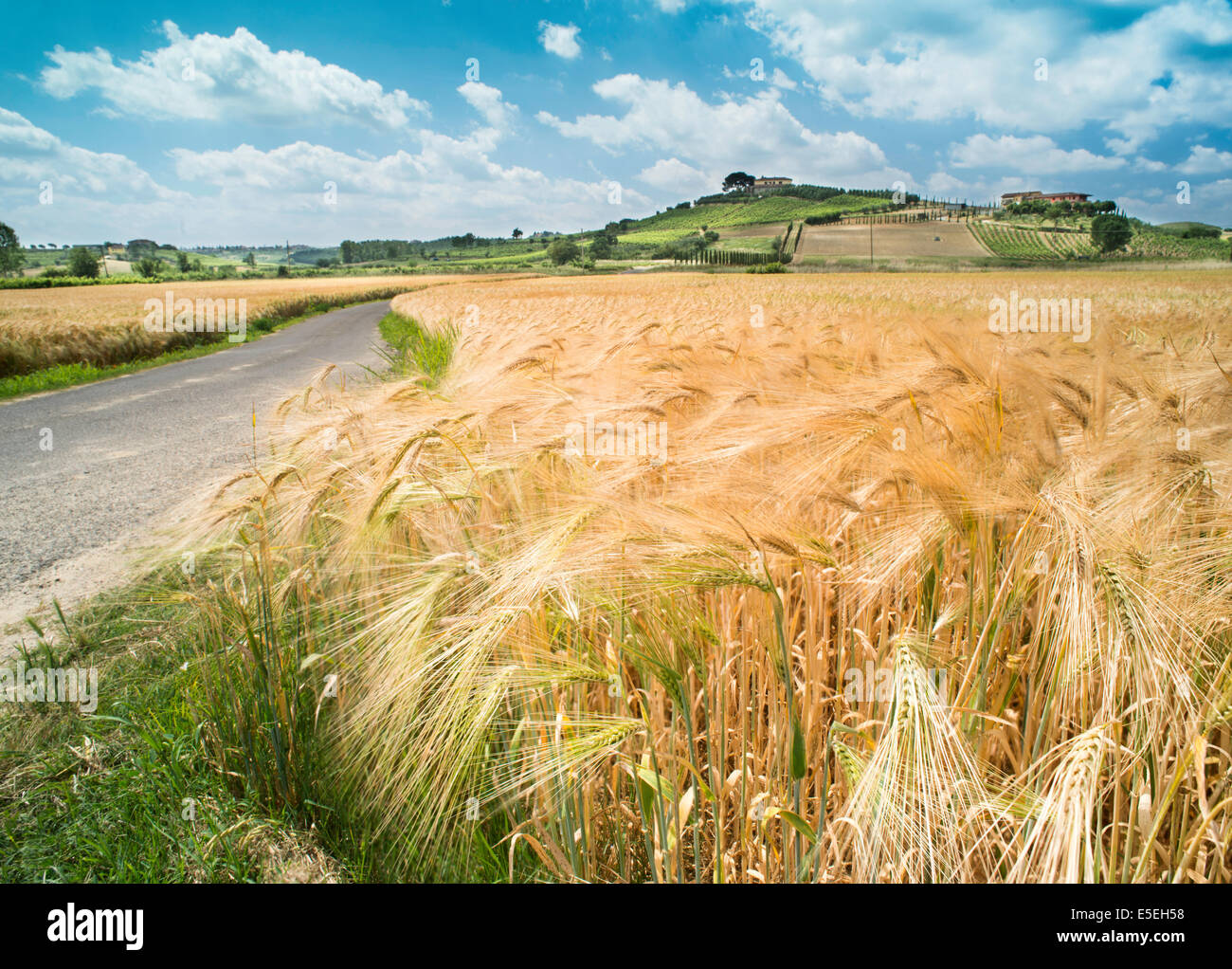 Cereal crops and farm in Tuscany, Italy Stock Photo - Alamy