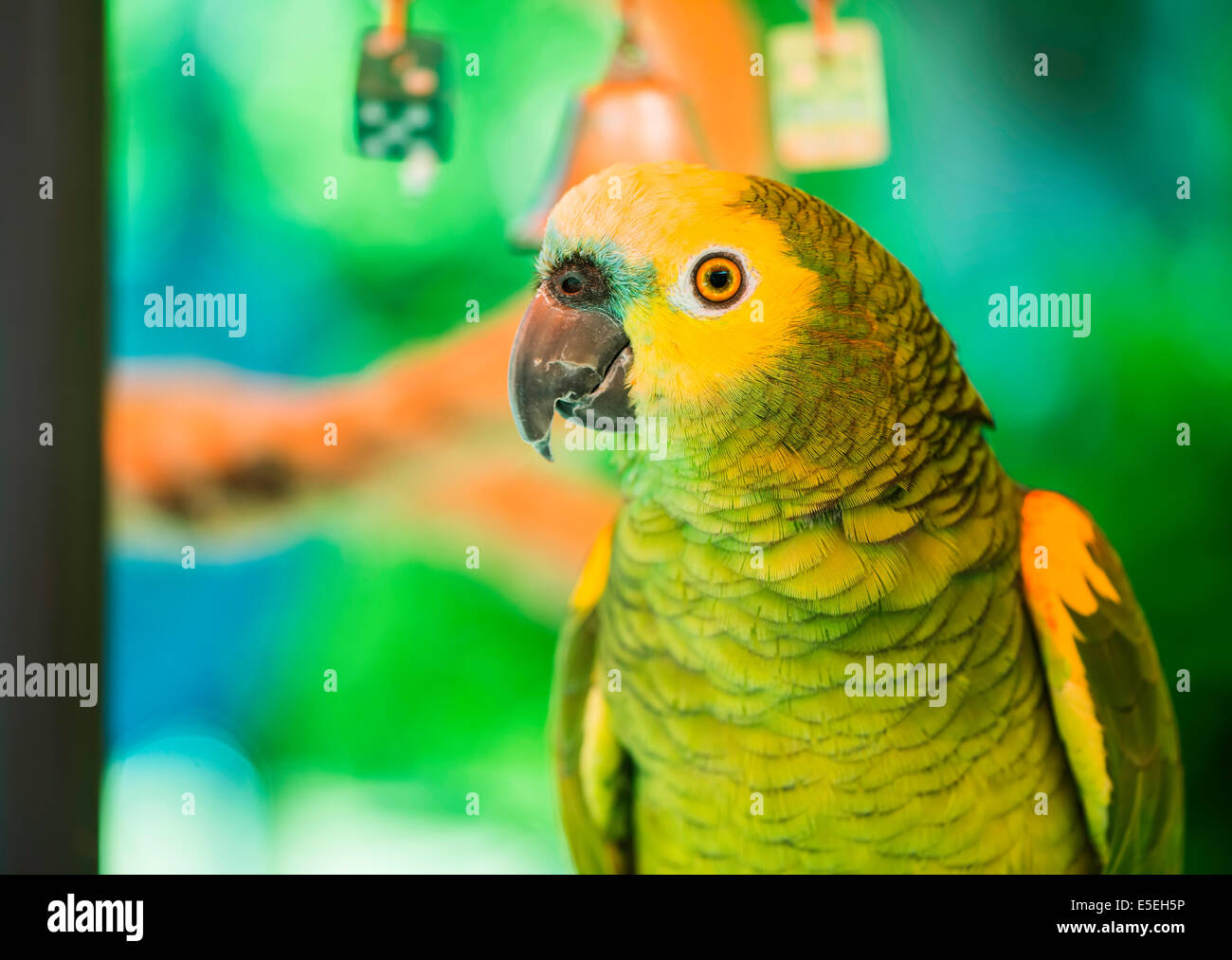 Parrot on a swing hi-res stock photography and images - Alamy