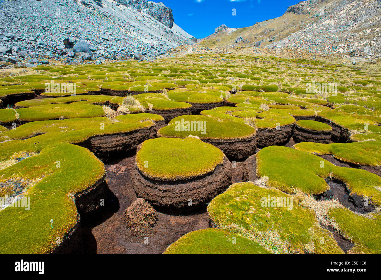 Plant of the northern andes hi-res stock photography and images - Alamy