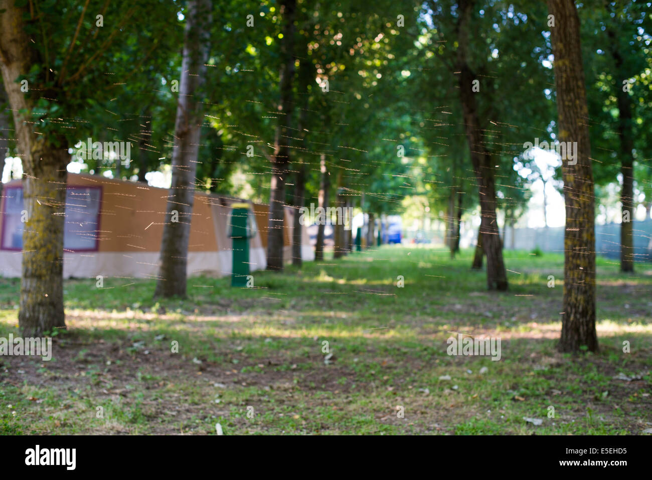 Tents in camping at sunset Stock Photo - Alamy