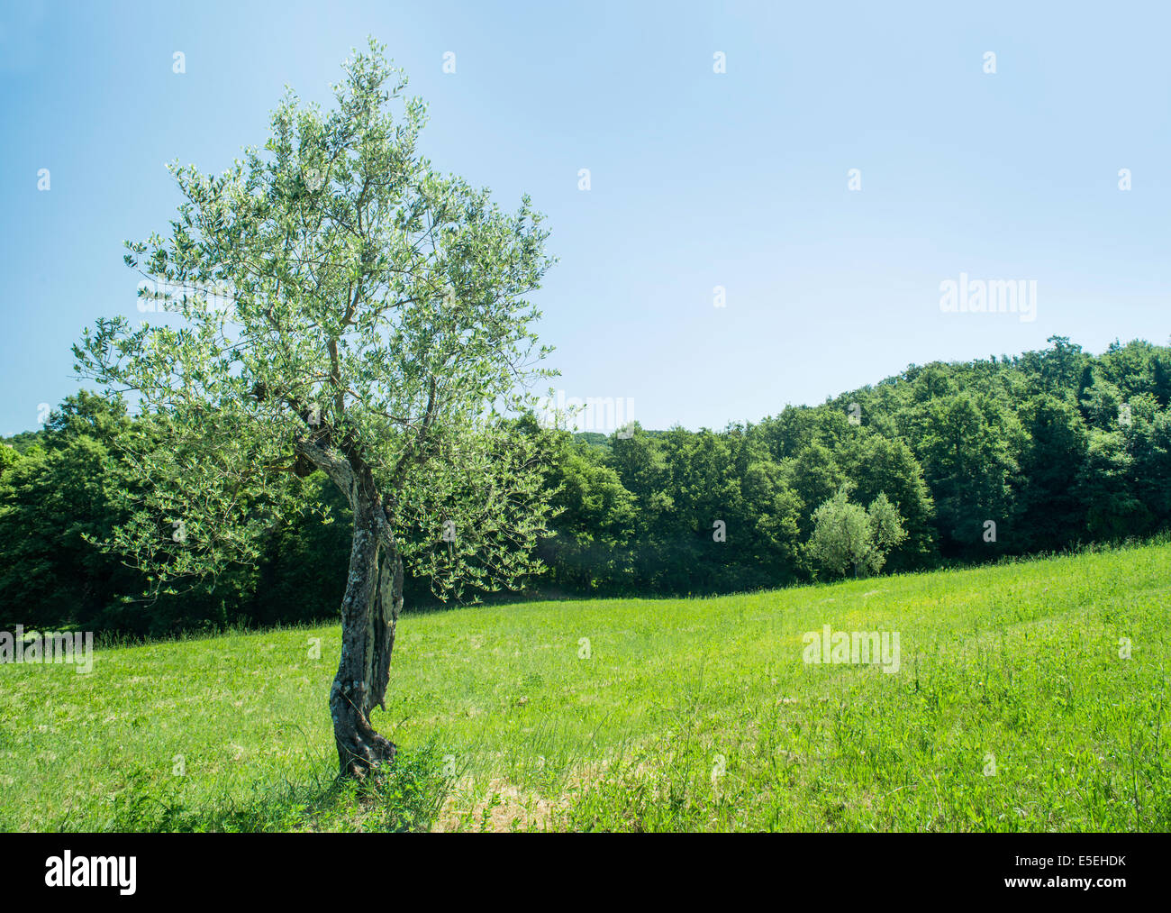 Olive tree in italy hi-res stock photography and images - Alamy