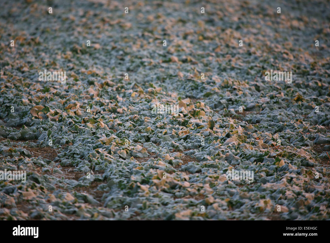 Sol gele a gauciel evreux hi-res stock photography and images - Alamy