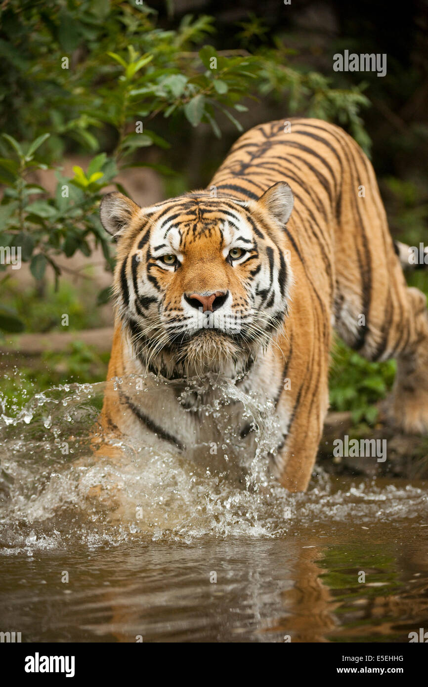 Siberian Tiger or Amur Tiger (Panthera tigris altaica) running into the water, captive, Saxony ...