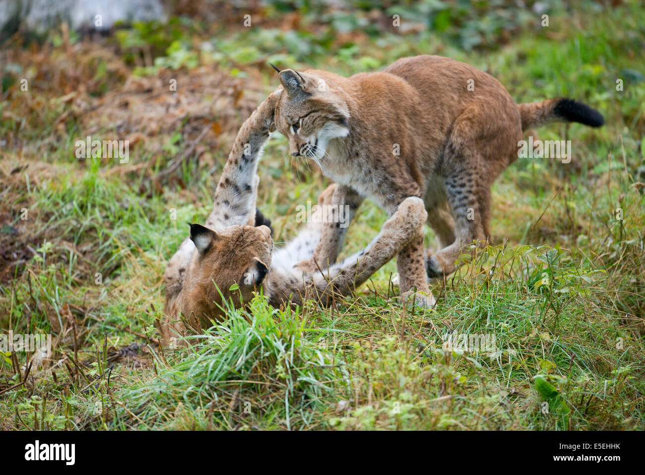 Eurasian Lynxes (Lynx lynx), playfighting juveniles, captive, Lower ...