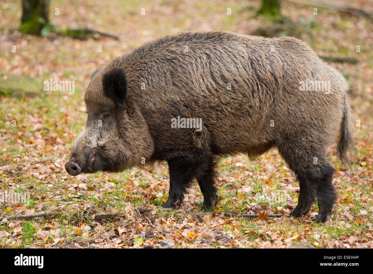 Wild Boar (Sus scrofa), tusker, captive, Saxony, Germany Stock Photo ...