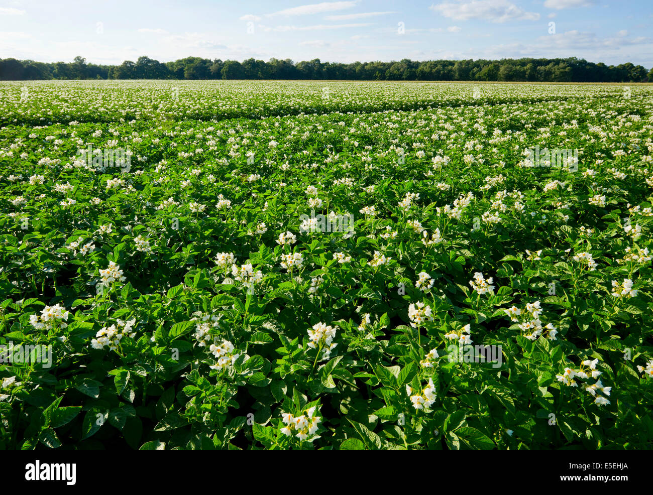 Field with flowering potato plants, Lower Saxony, Germany Stock Photo ...