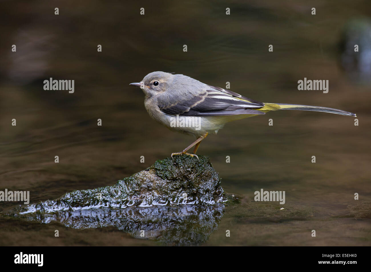 Grey Wagtail (Motacilla cinerea), Eifel, Rhineland-Palatinate, Germany ...