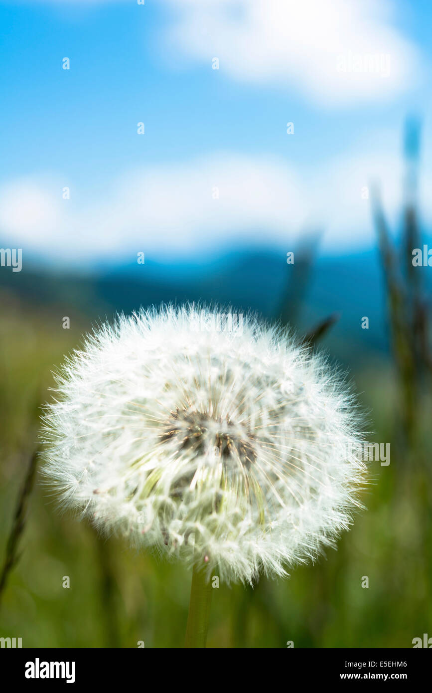 Blowball, seed head of a Dandelion (Taraxacum sp Stock Photo - Alamy