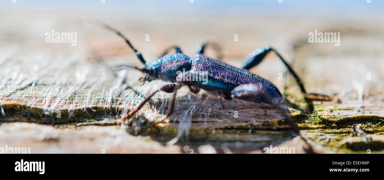 Violet Tanbark Beetle (Callidium violaceum Stock Photo - Alamy