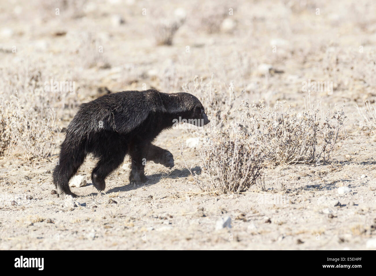 Honey Badger (Mellivora capensis), Etosha National Park, Namibia Stock ...