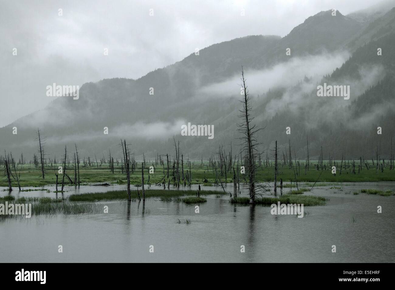 Swampy landscape alaska hi-res stock photography and images - Alamy