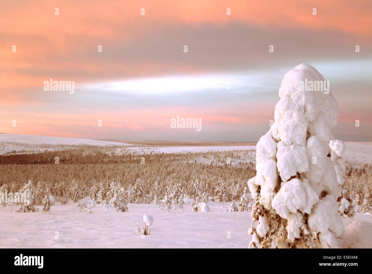 Landscape covered in snow, Lapland, Finland Stock Photo - Alamy