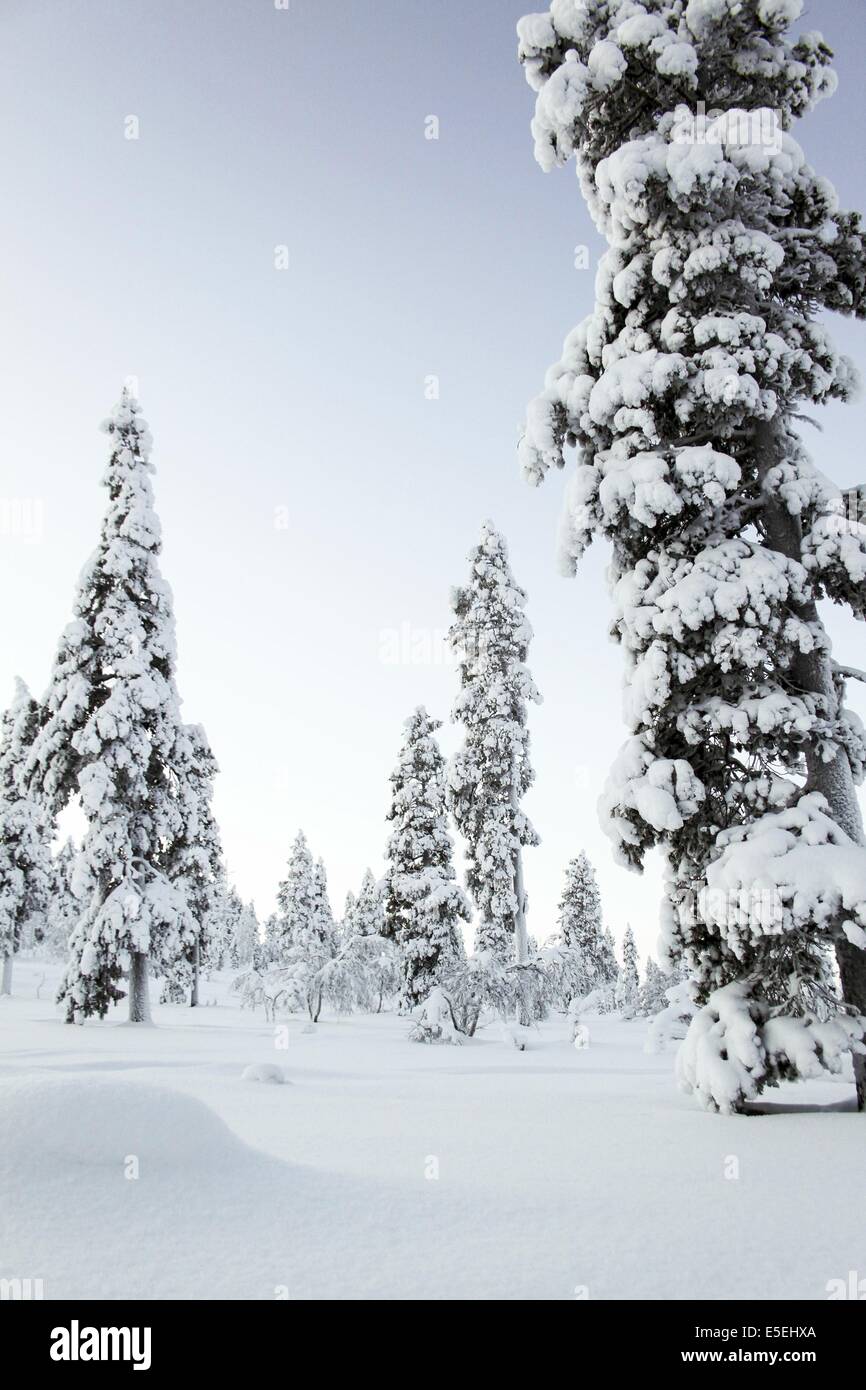 Pine forest covered in snow in Lapland, Finland Stock Photo - Alamy
