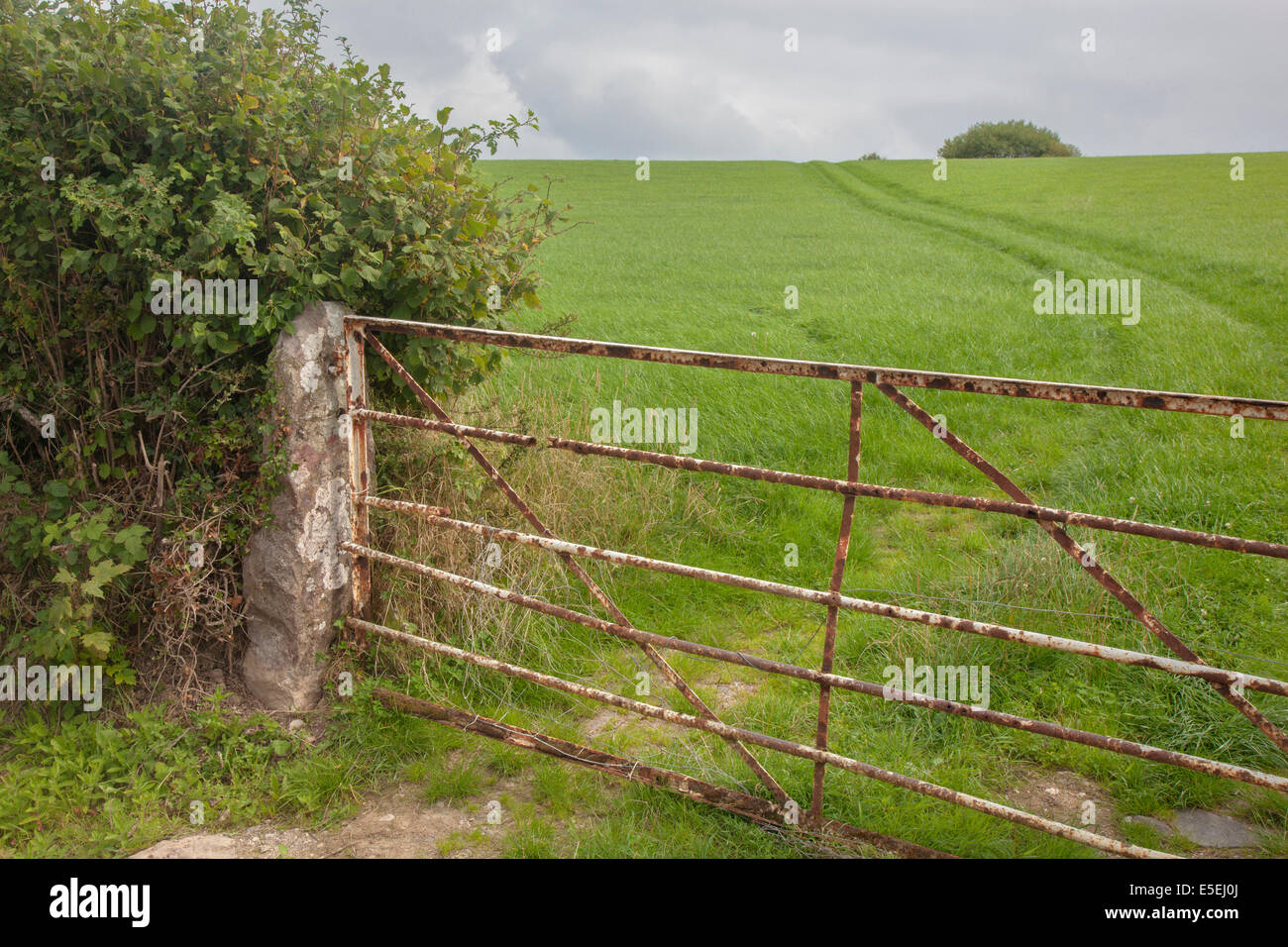An old farm gate with track in a field leading to the horizon Stock ...