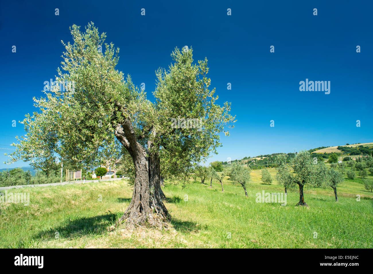 Olive tree in italy hi-res stock photography and images - Alamy