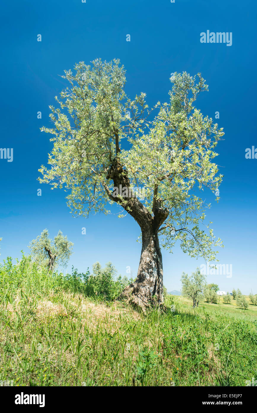 Olive tree in Italy, Tuscany Stock Photo - Alamy