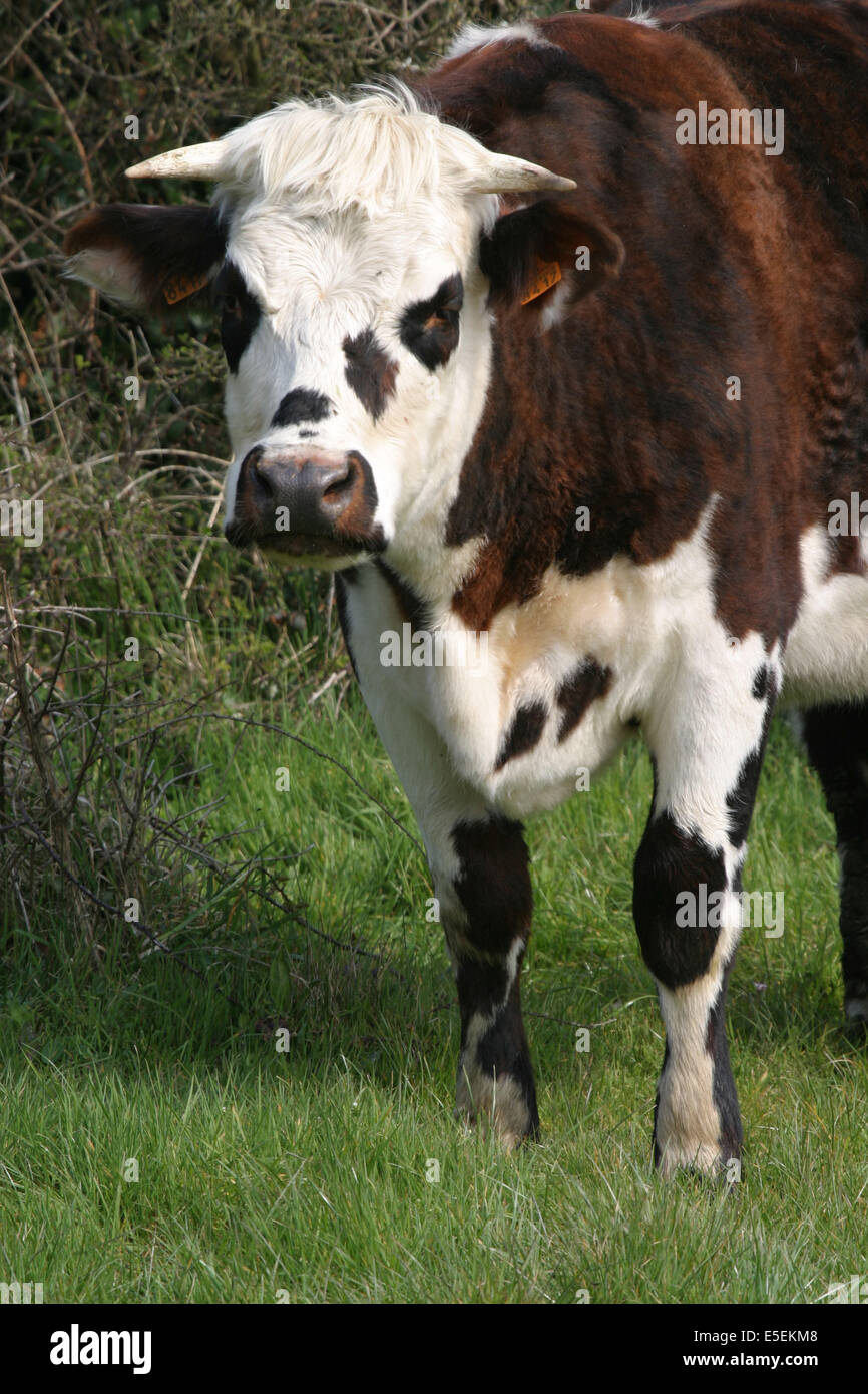 Norman cow hi-res stock photography and images - Alamy