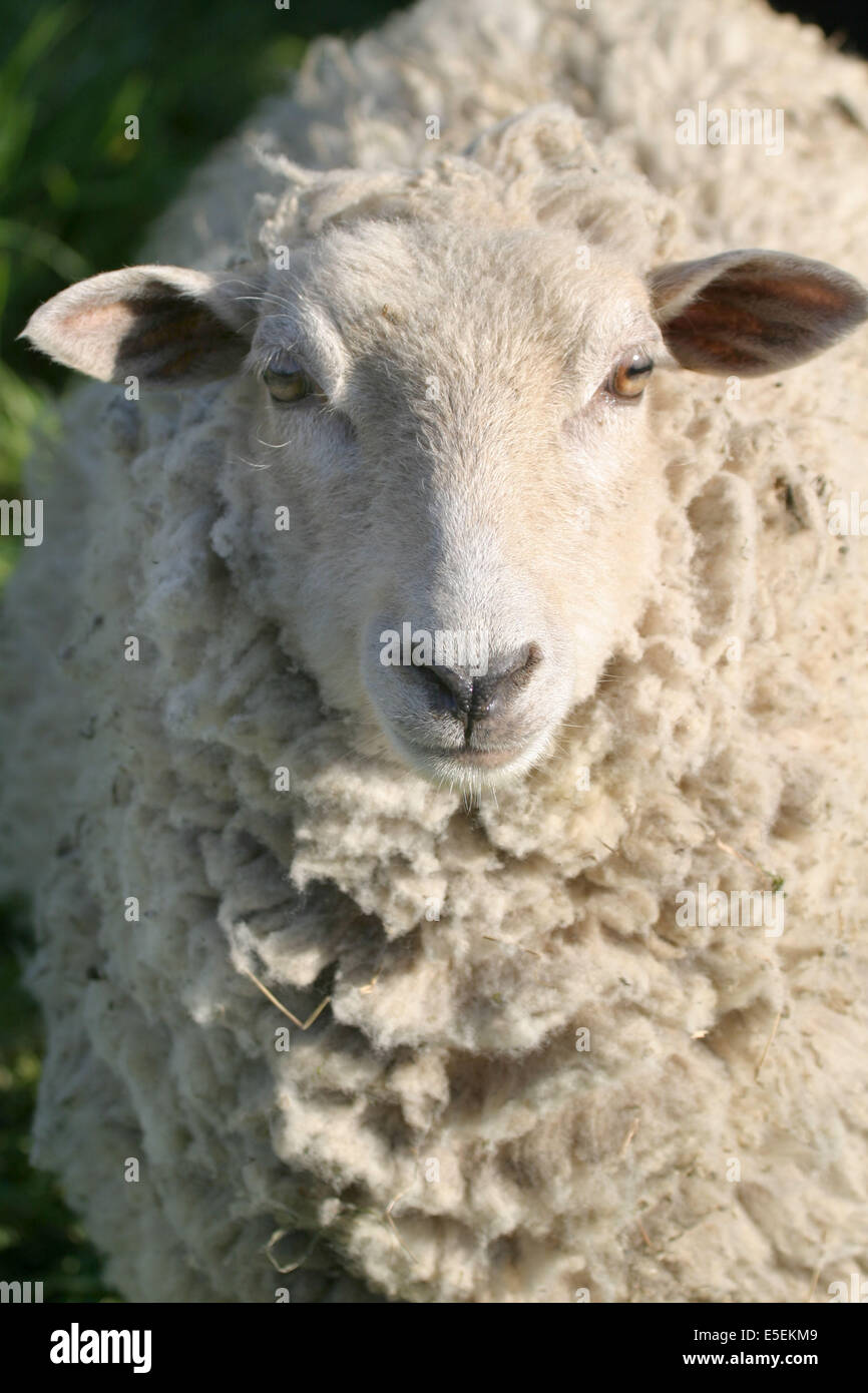 France: Normandie, agriculture, elevage, mouton Stock Photo - Alamy
