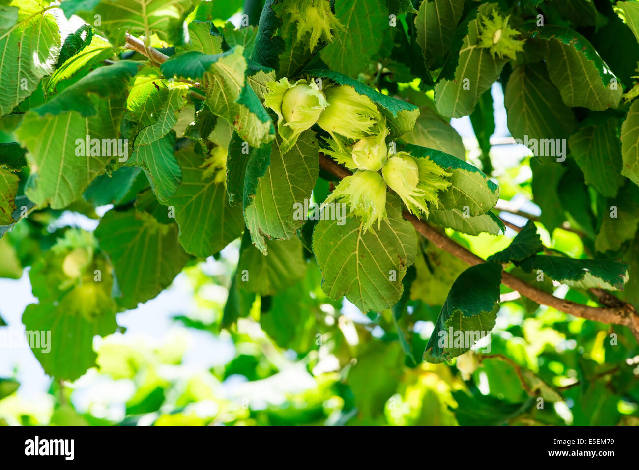 Hazel tree plantation. Branch with hazelnuts Stock Photo - Alamy