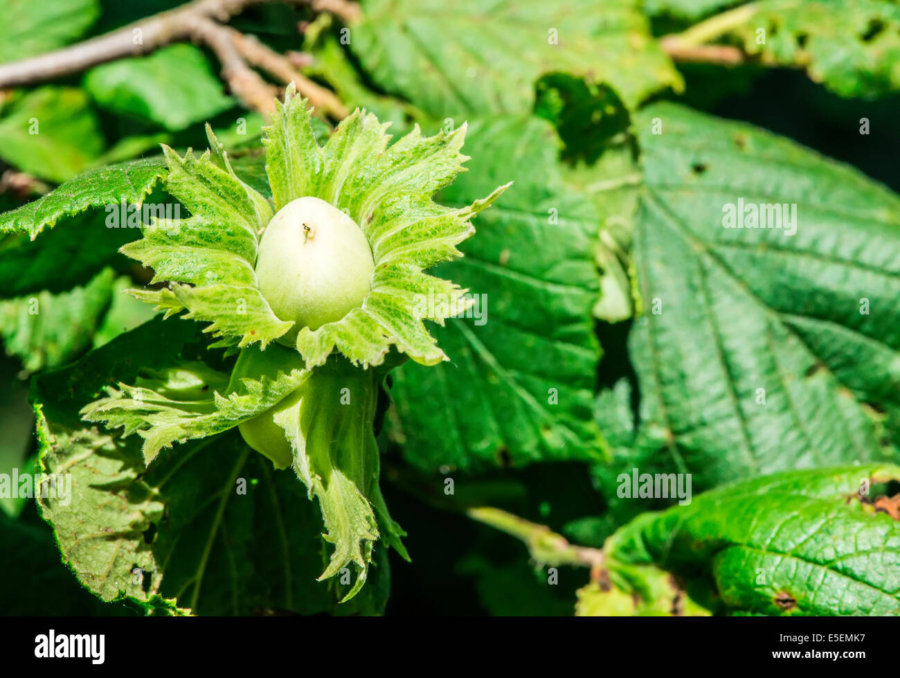 Hazel tree plantation. Branch with hazelnuts Stock Photo - Alamy