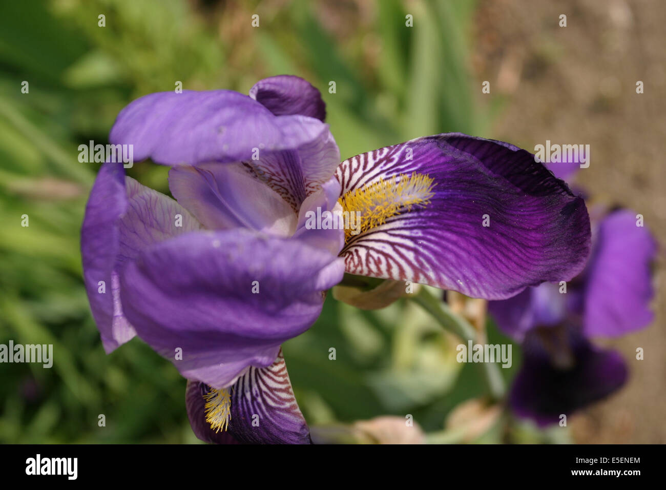 Fleur diris hi-res stock photography and images - Alamy