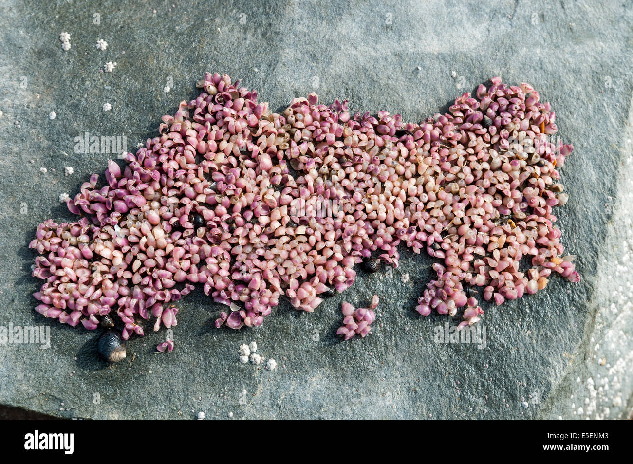 Whelk eggs hi-res stock photography and images - Alamy