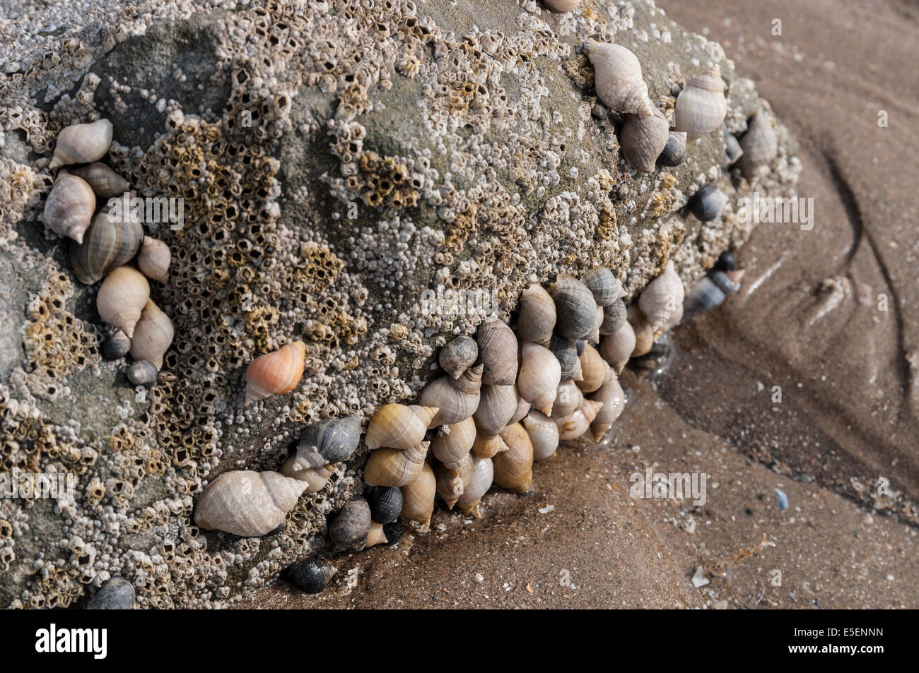 Common whelks hi-res stock photography and images - Alamy