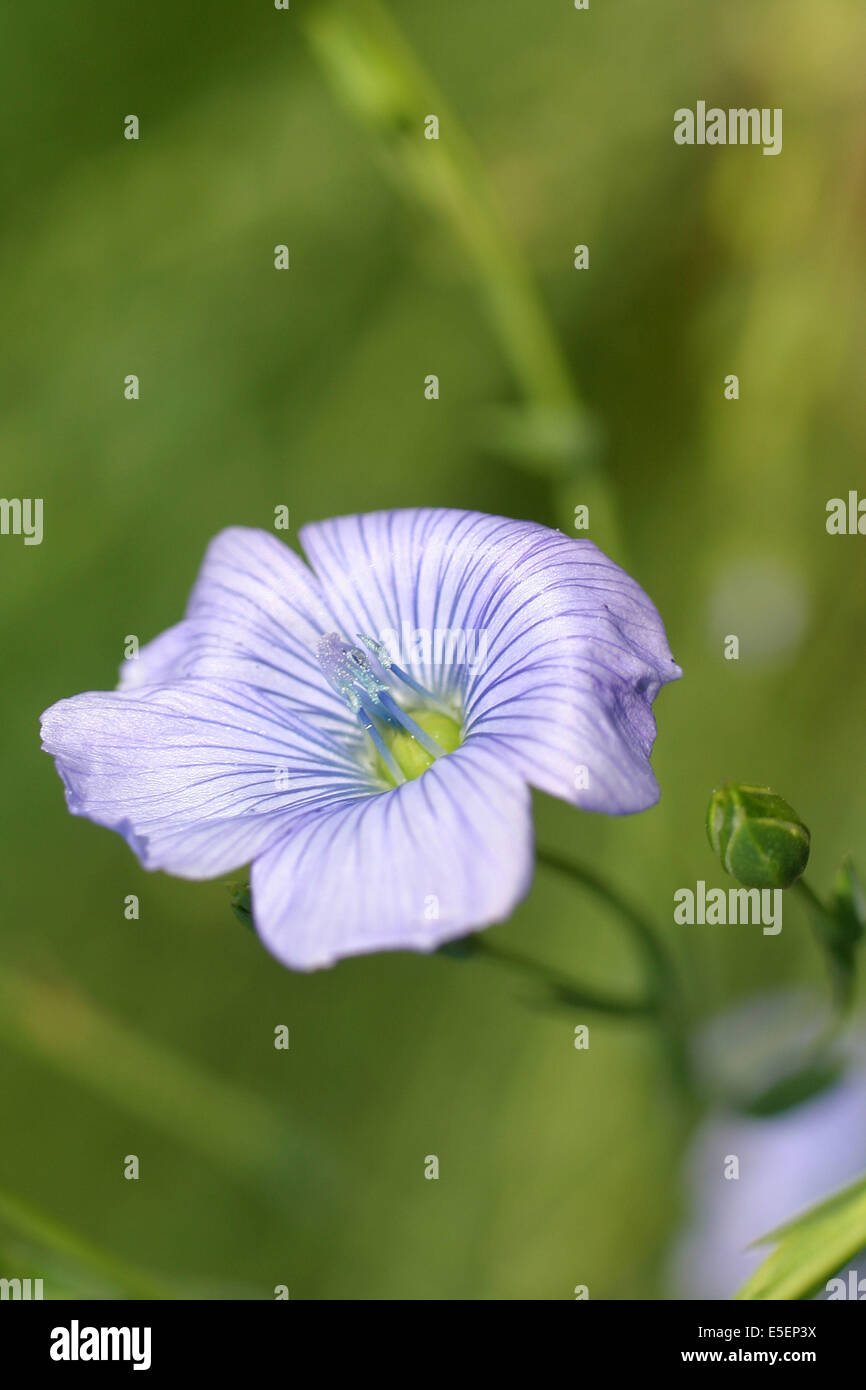 France: Normandie, eure, agriculture, champ de lin, liniculture, fleurs ...
