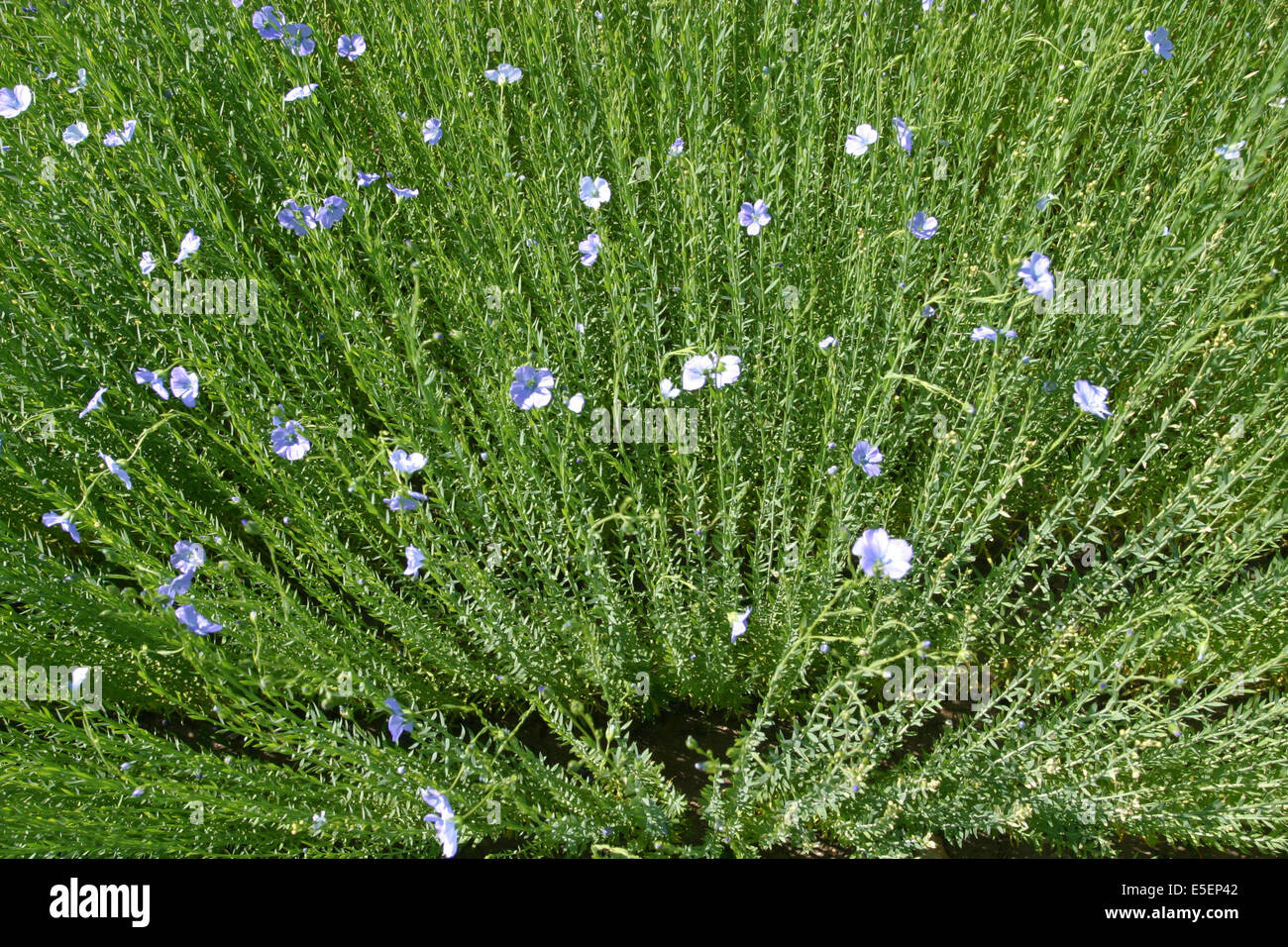 France: Normandie, agriculture, champ de lin, liniculture, fleurs de ...