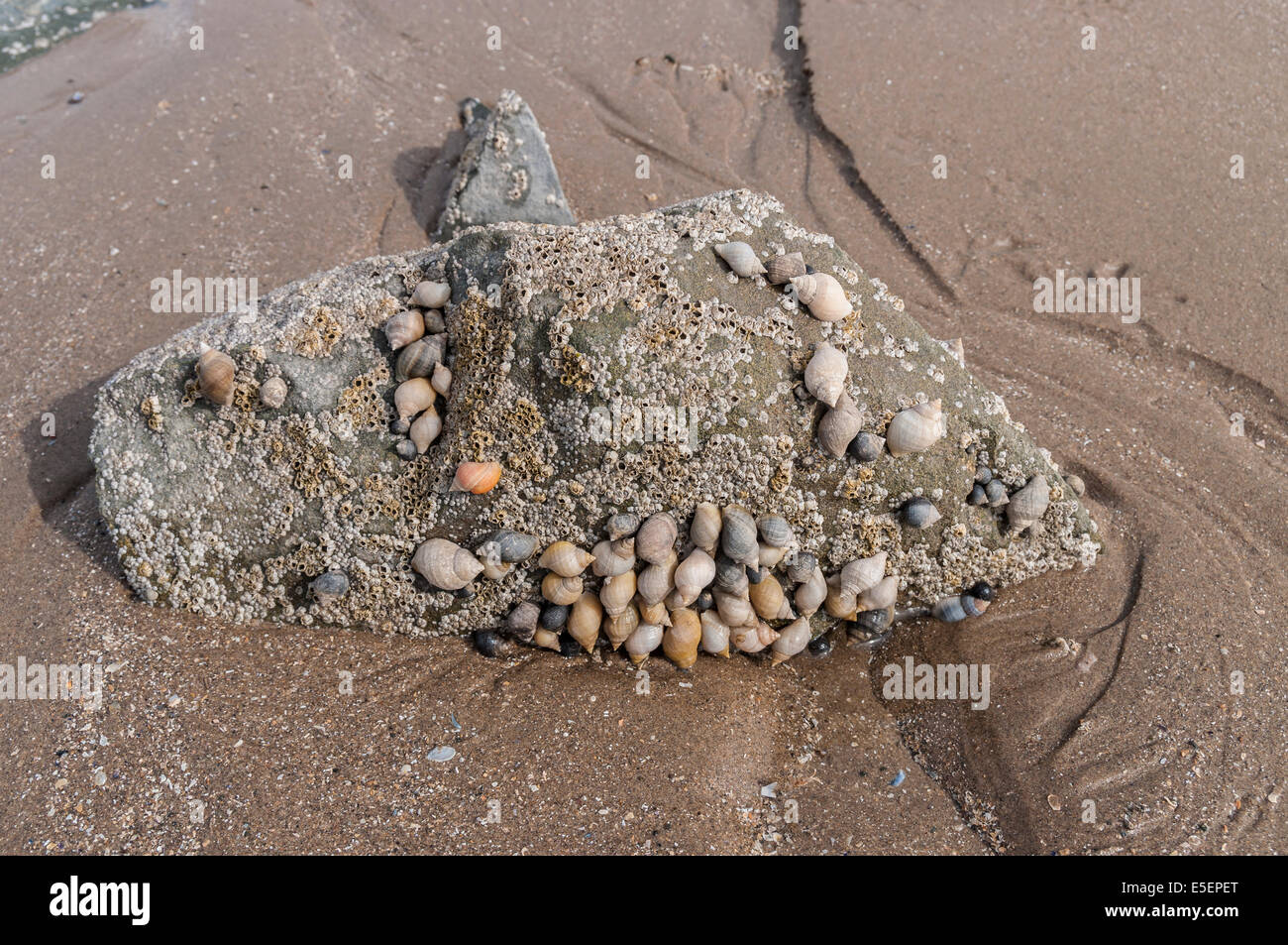 Nucella High Resolution Stock Photography and Images - Alamy
