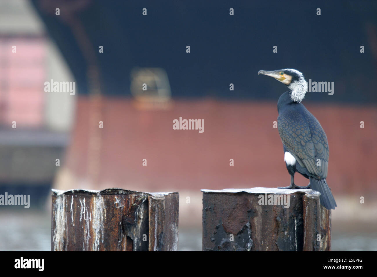 France: Normandie, seine maritime, vallee de la seine, rouen, grand ...