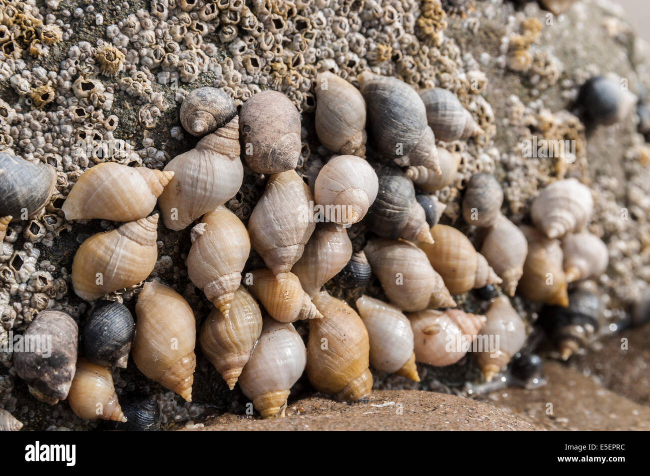 Dog whelks hi-res stock photography and images - Alamy