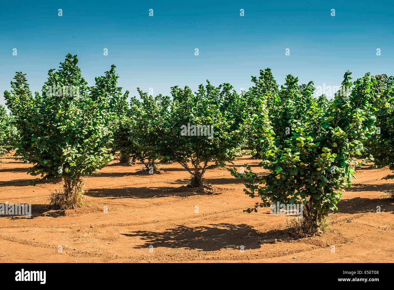 Hazel tree plantation. Summer time Stock Photo - Alamy