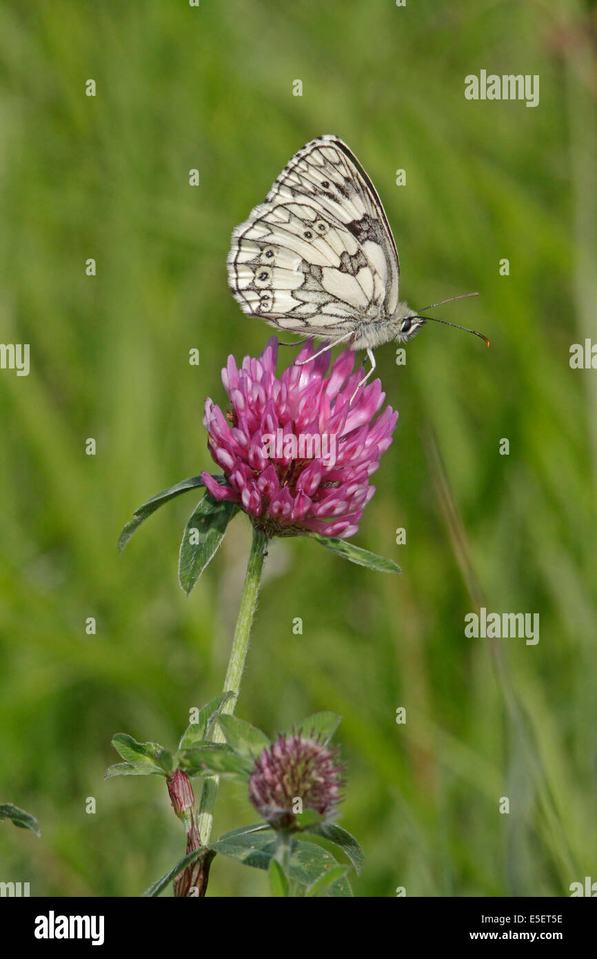 Marbled White Butterfly on red clover Stock Photo - Alamy
