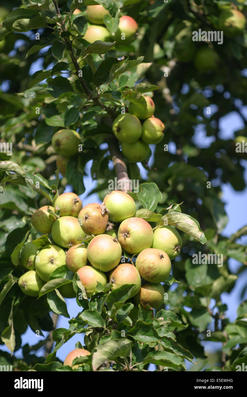 France, Haute Normandie, seine maritime, pommes, pommier, arbre ...