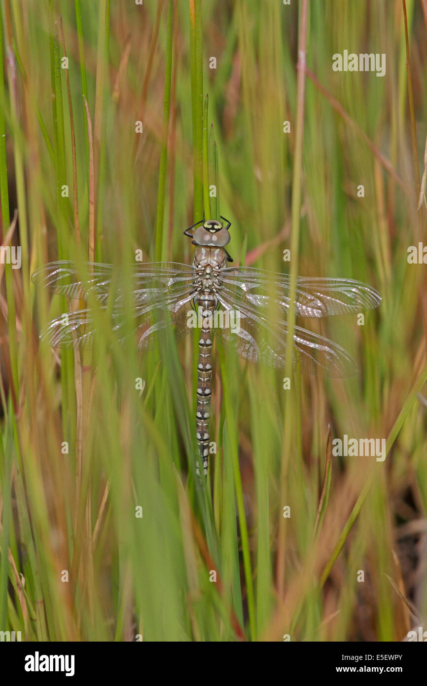Newly emerged Common Hawker Dragonfly Stock Photo - Alamy