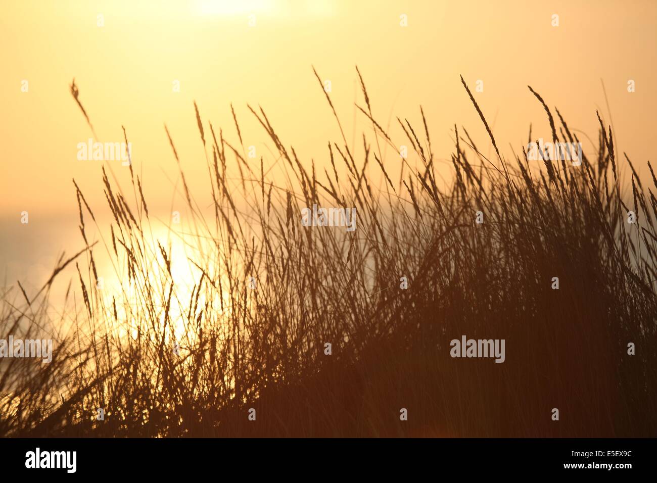 France, Basse Normandie, calvados, bessin, Isigny sur mer, embouchure ...