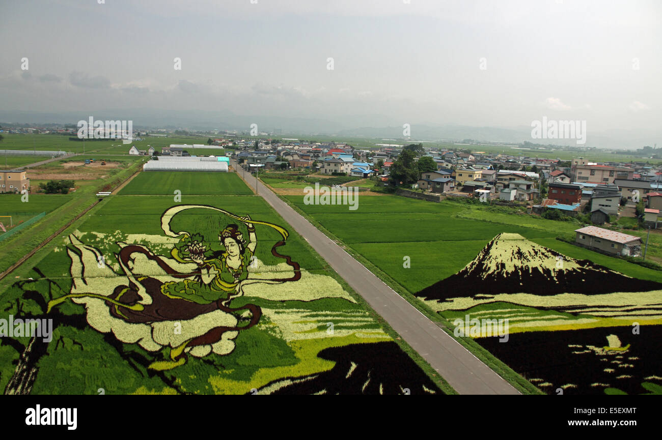 Rice paddy art on display in Inakadate Village in Aomori Prefecture on ...