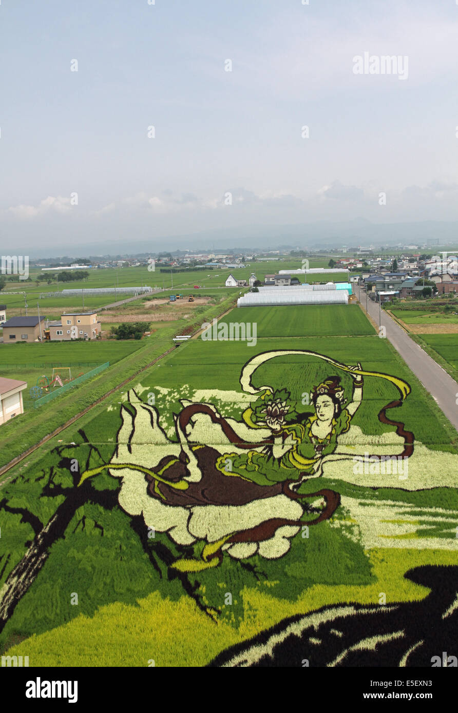 Rice paddy art on display in Inakadate Village in Aomori Prefecture on ...