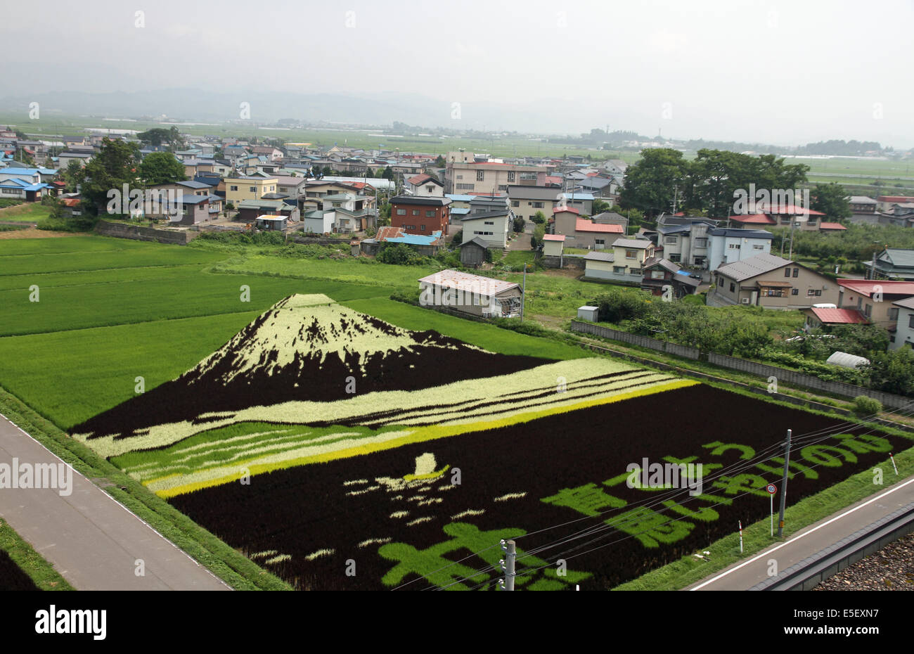 Rice paddy art on display in Inakadate Village in Aomori Prefecture on ...